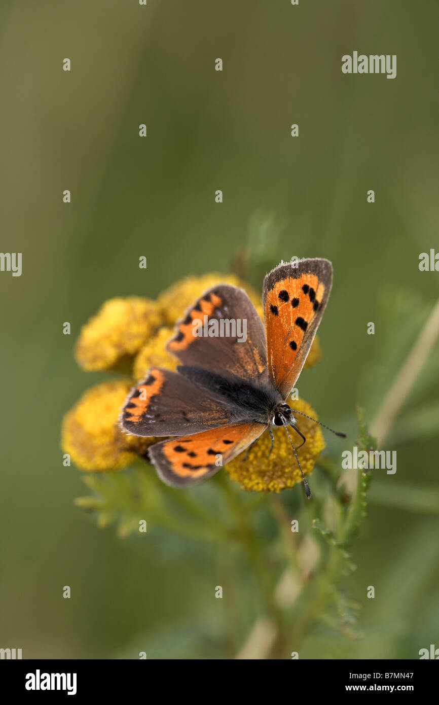 Copper colour butterfly hi-res stock photography and images - Alamy
