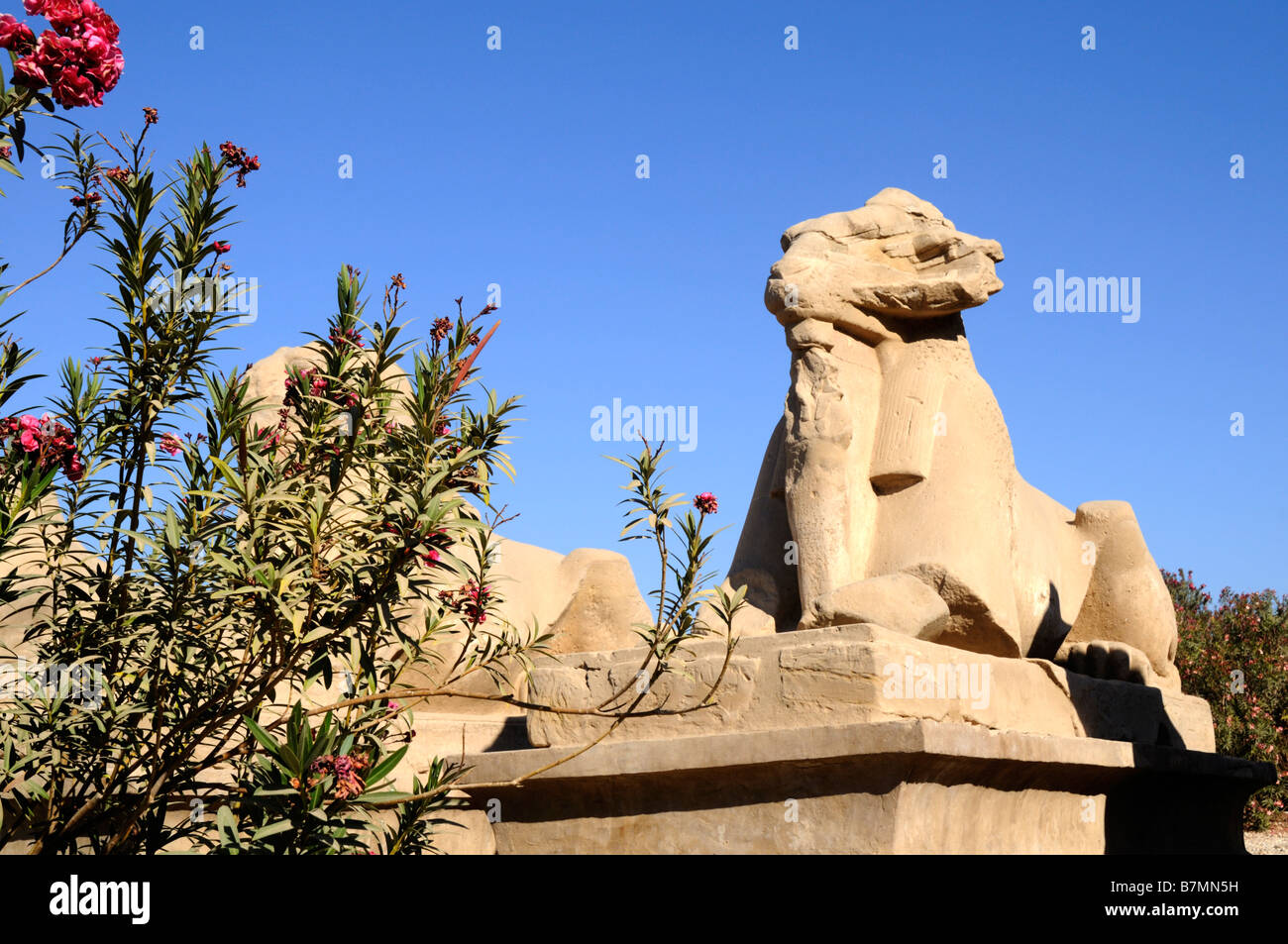 Ram Headed Sphinx at the Temple of Karnak in Egypt Stock Photo - Alamy