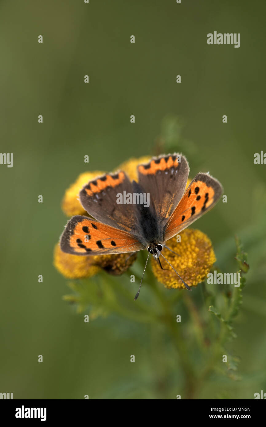Copper colour butterfly hi-res stock photography and images - Alamy