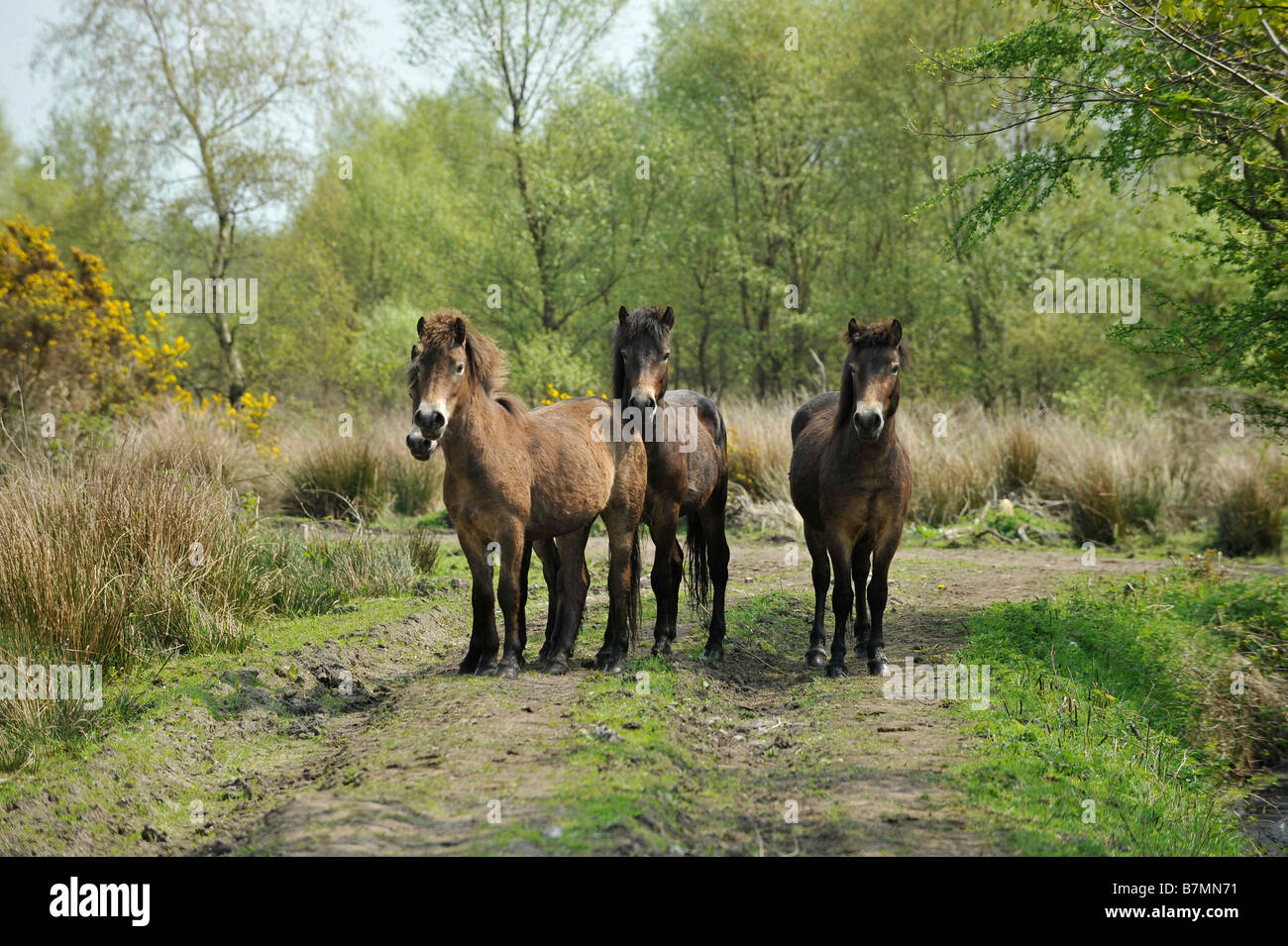 Wild Exmoor ponies Stock Photo - Alamy