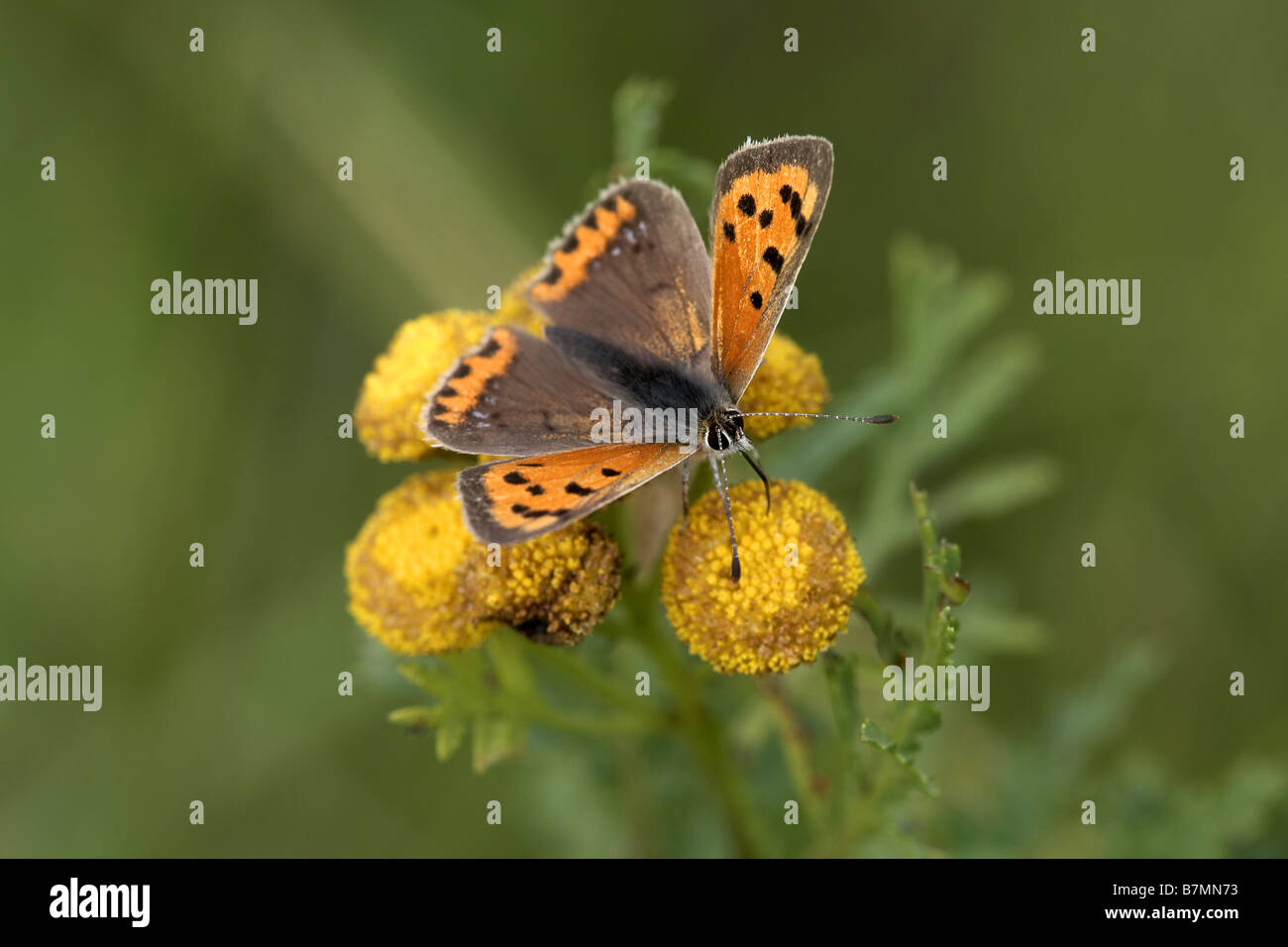 Copper colour butterfly hi-res stock photography and images - Alamy