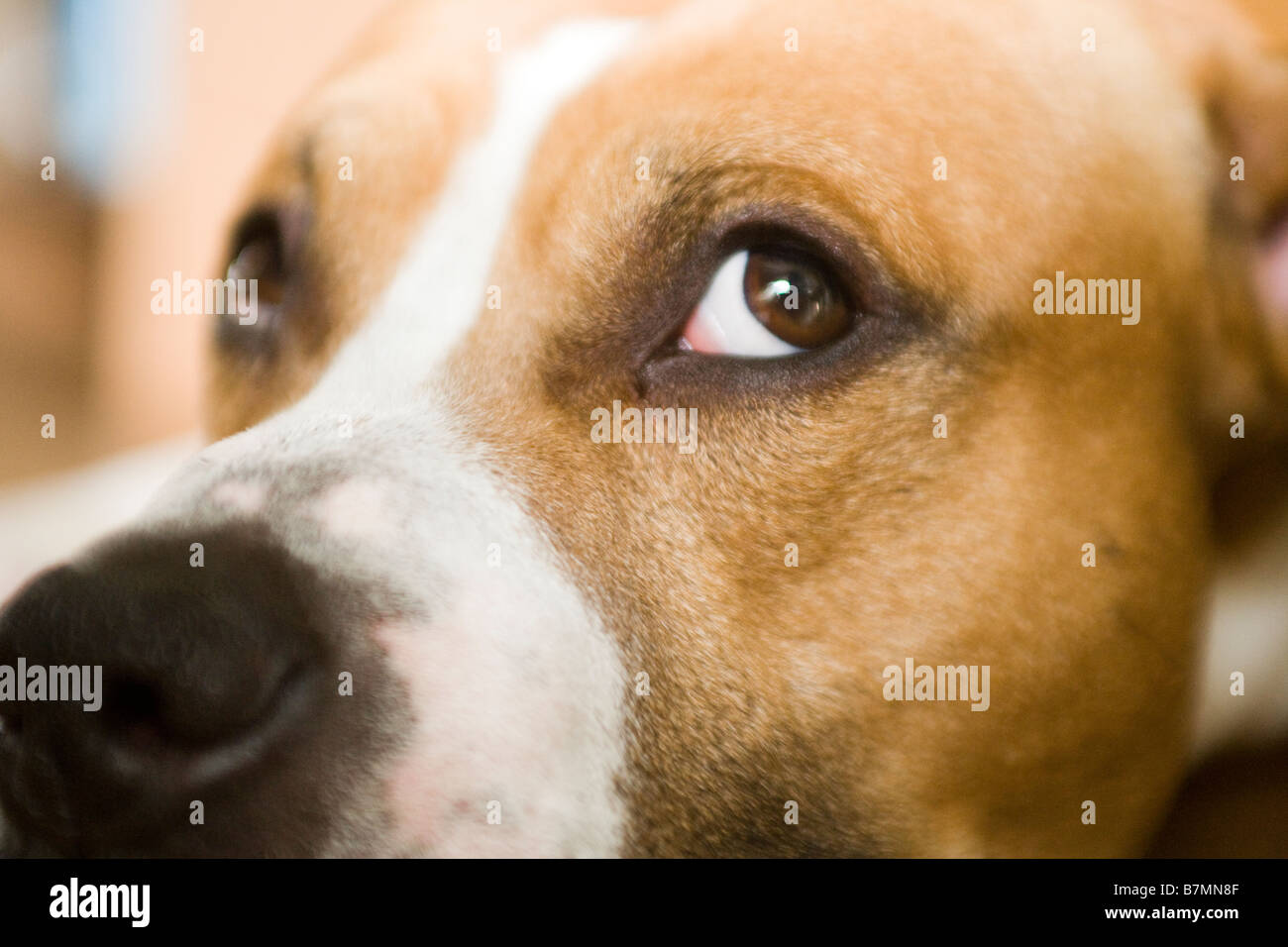Pure white staffordshire bull terrier hi-res stock photography and ...