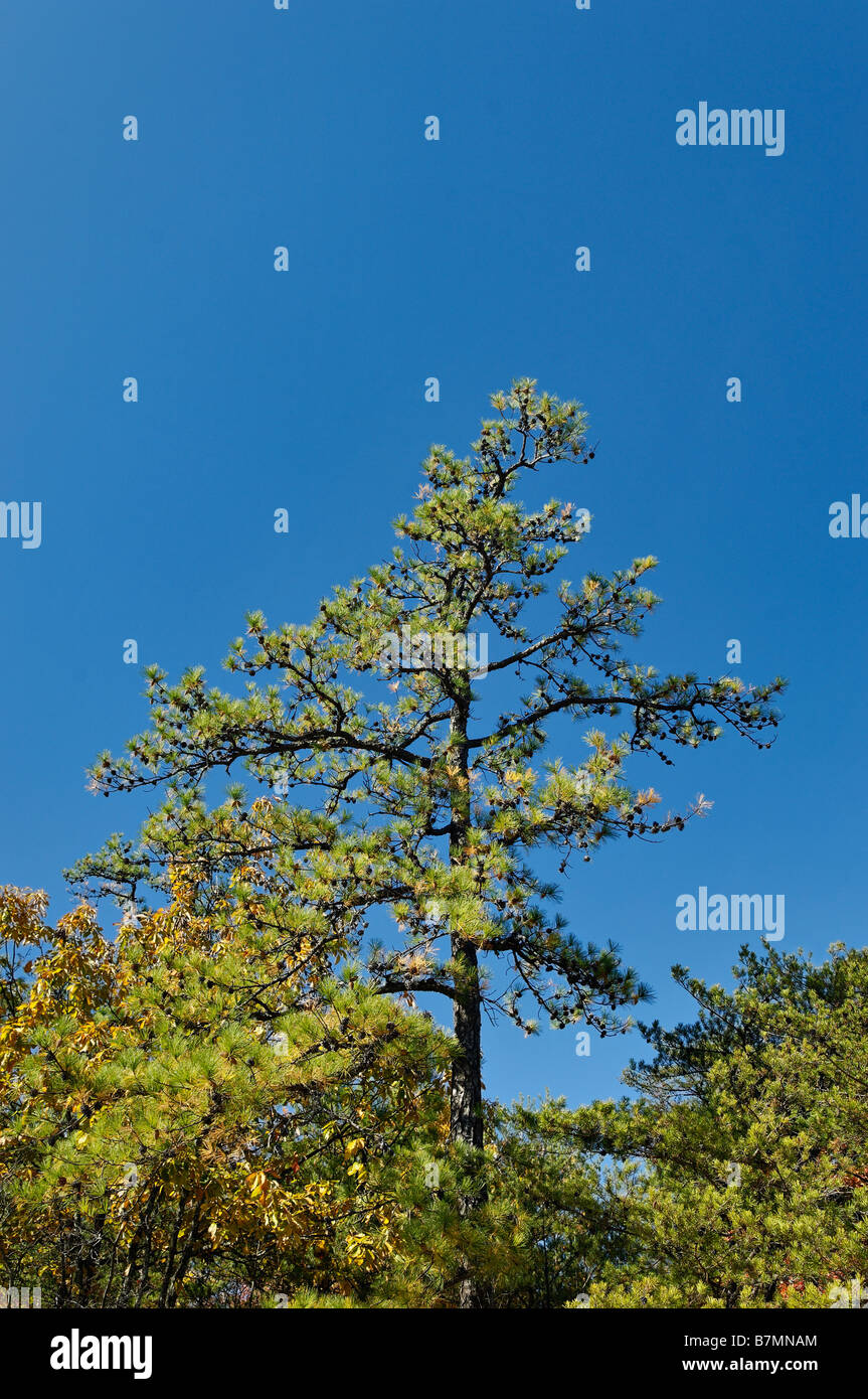 Conifer tree cones hi-res stock photography and images - Alamy