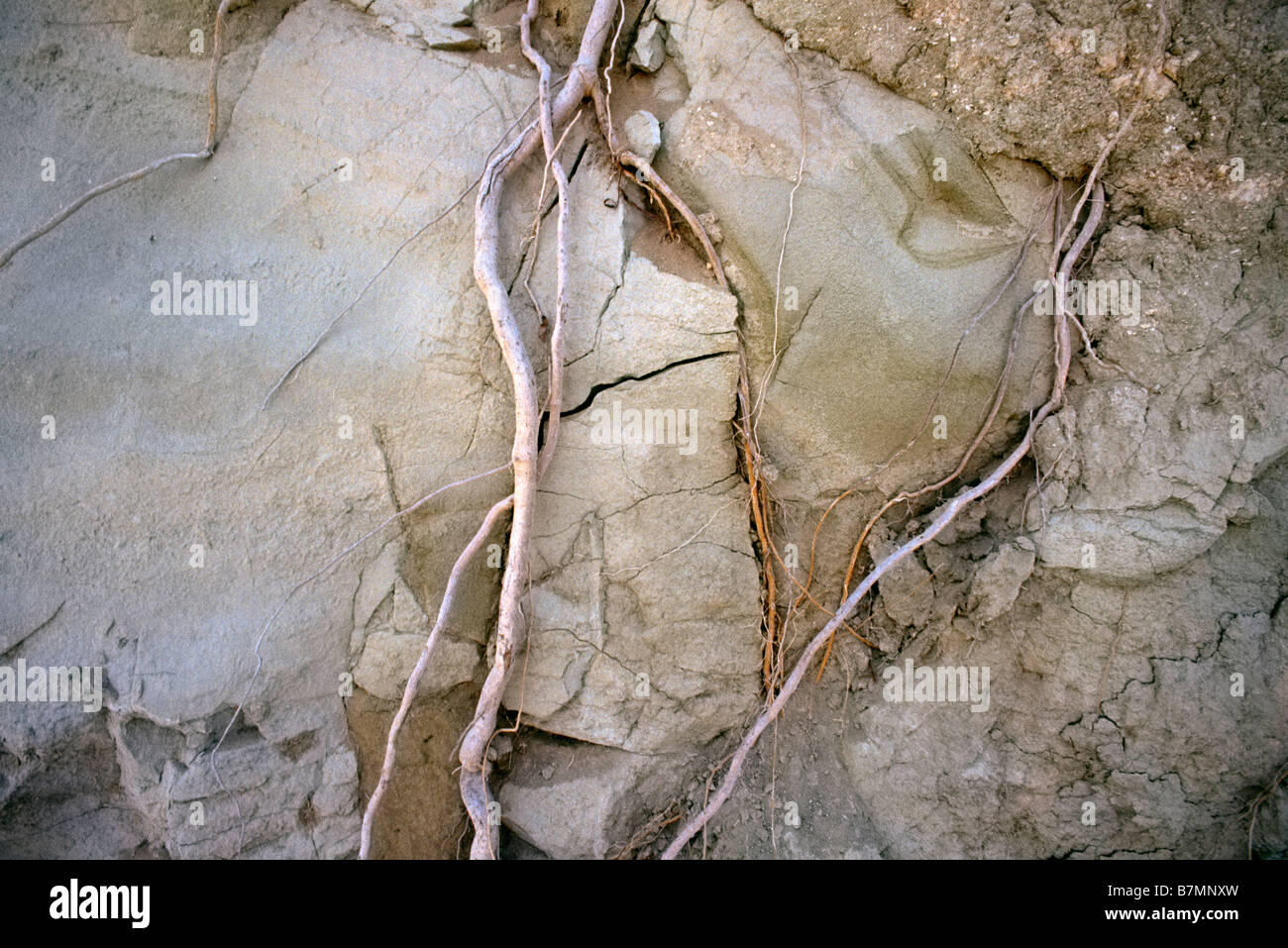 Tree Roots Growing Through Rock High Resolution Stock Photography and ...