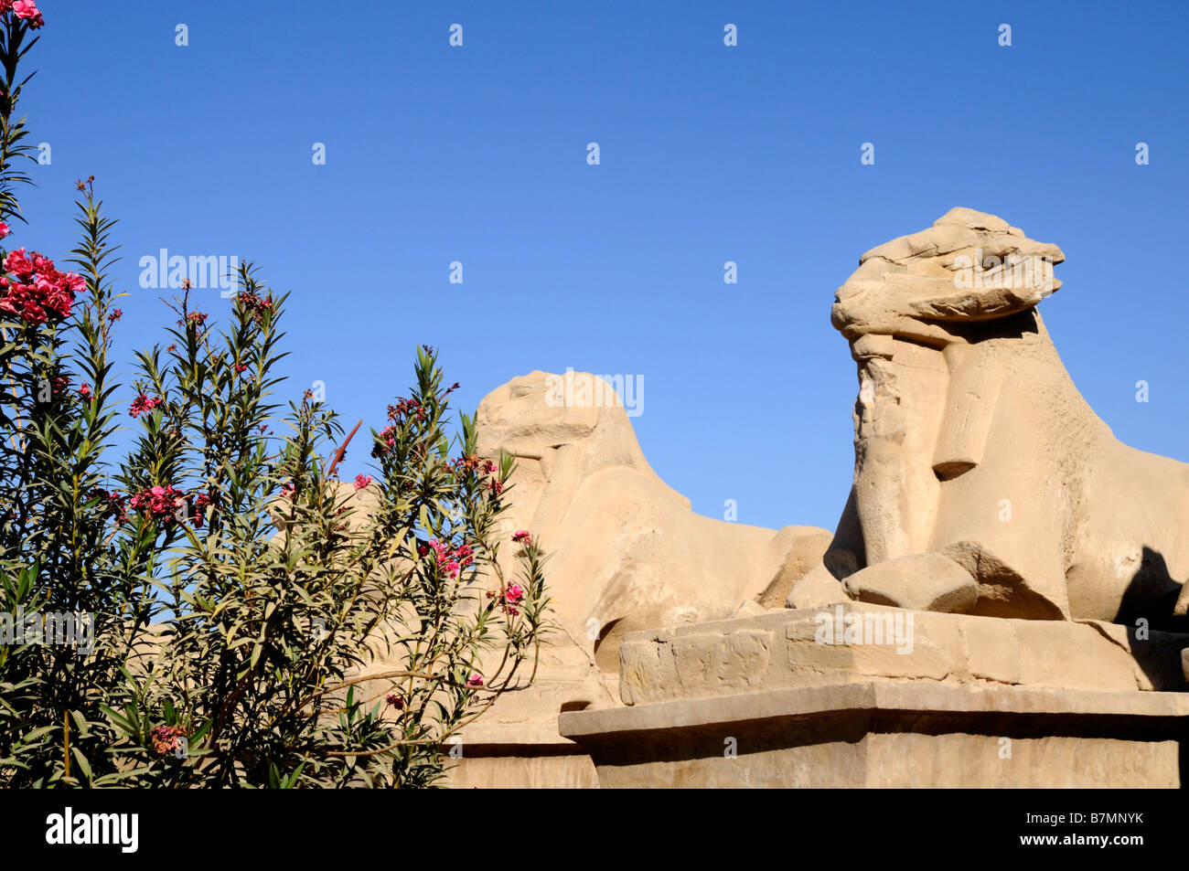Ram Headed Sphinx at the Temple of Karnak in Egypt Stock Photo - Alamy