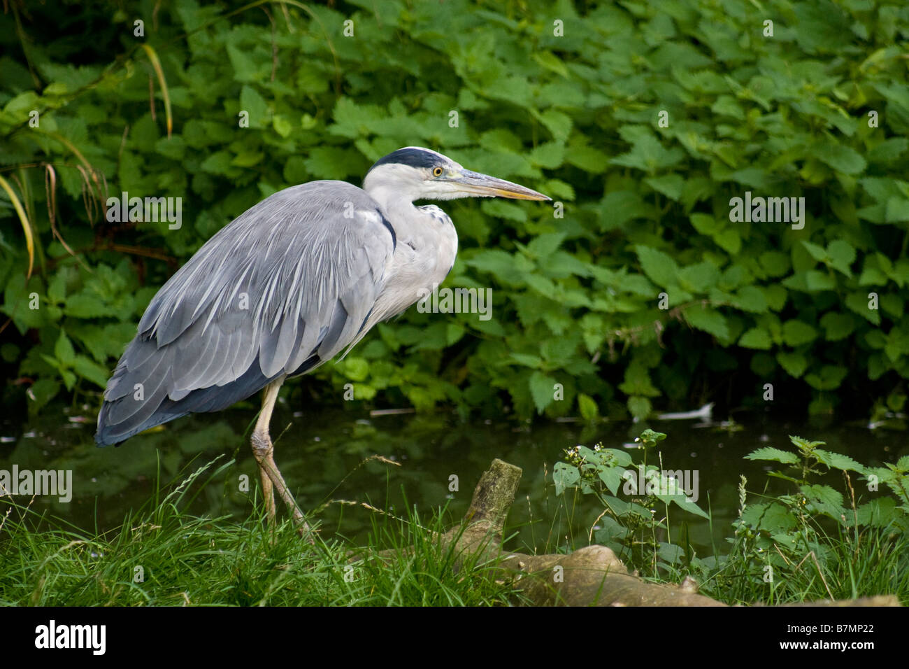 Heron in water hi-res stock photography and images - Alamy