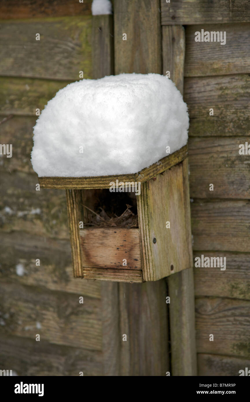 Robin snow bird box hi-res stock photography and images - Alamy