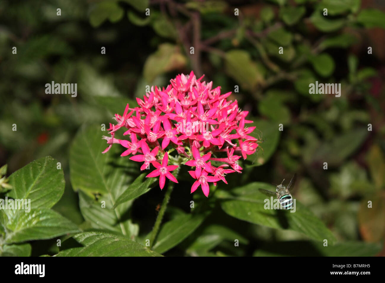 Thetti flower hi-res stock photography and images - Alamy
