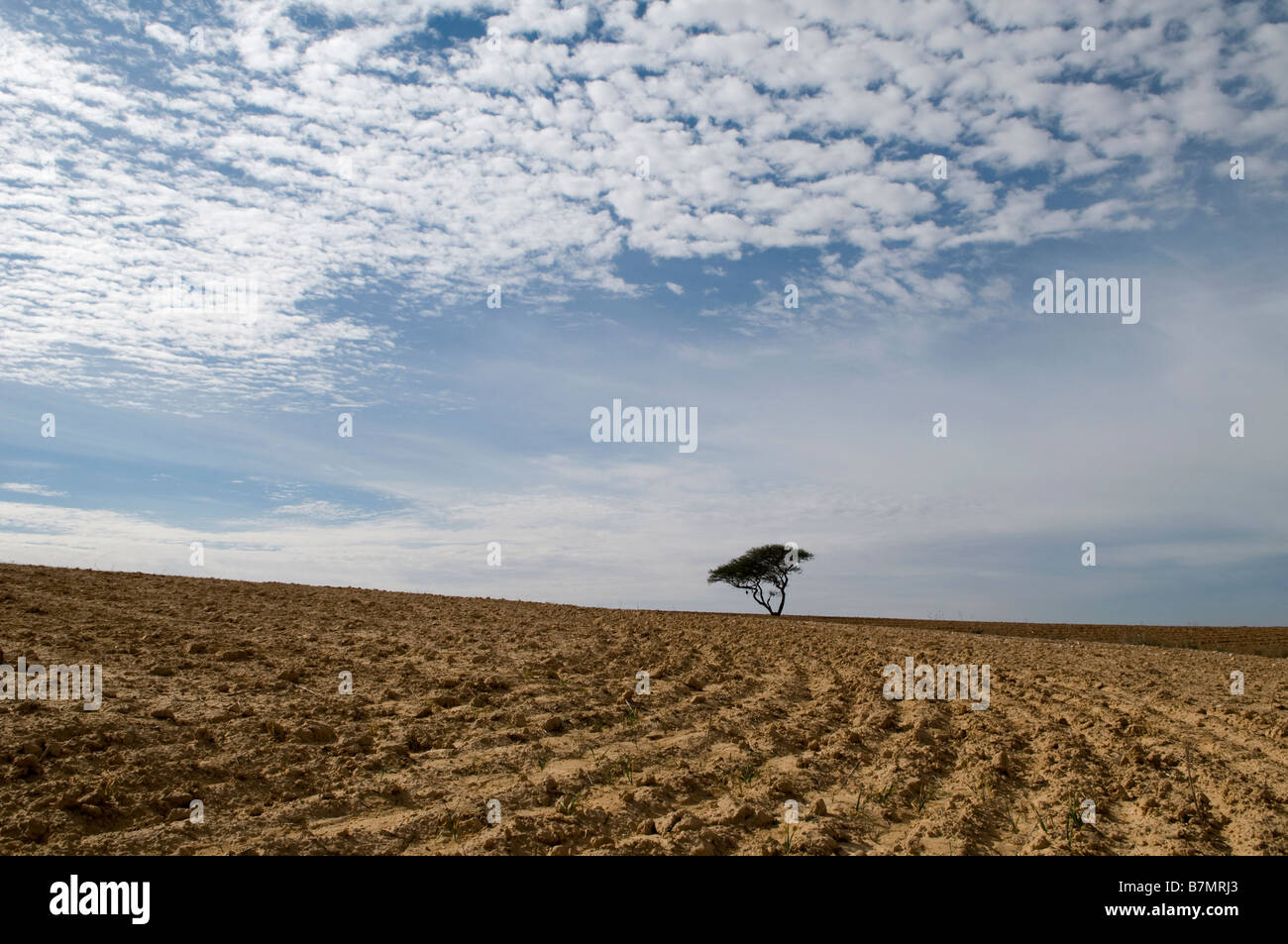 Israel landscape desert tree hi-res stock photography and images - Alamy
