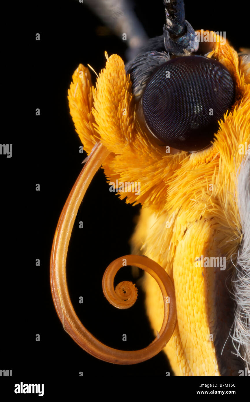 Moth face close up hi-res stock photography and images - Alamy