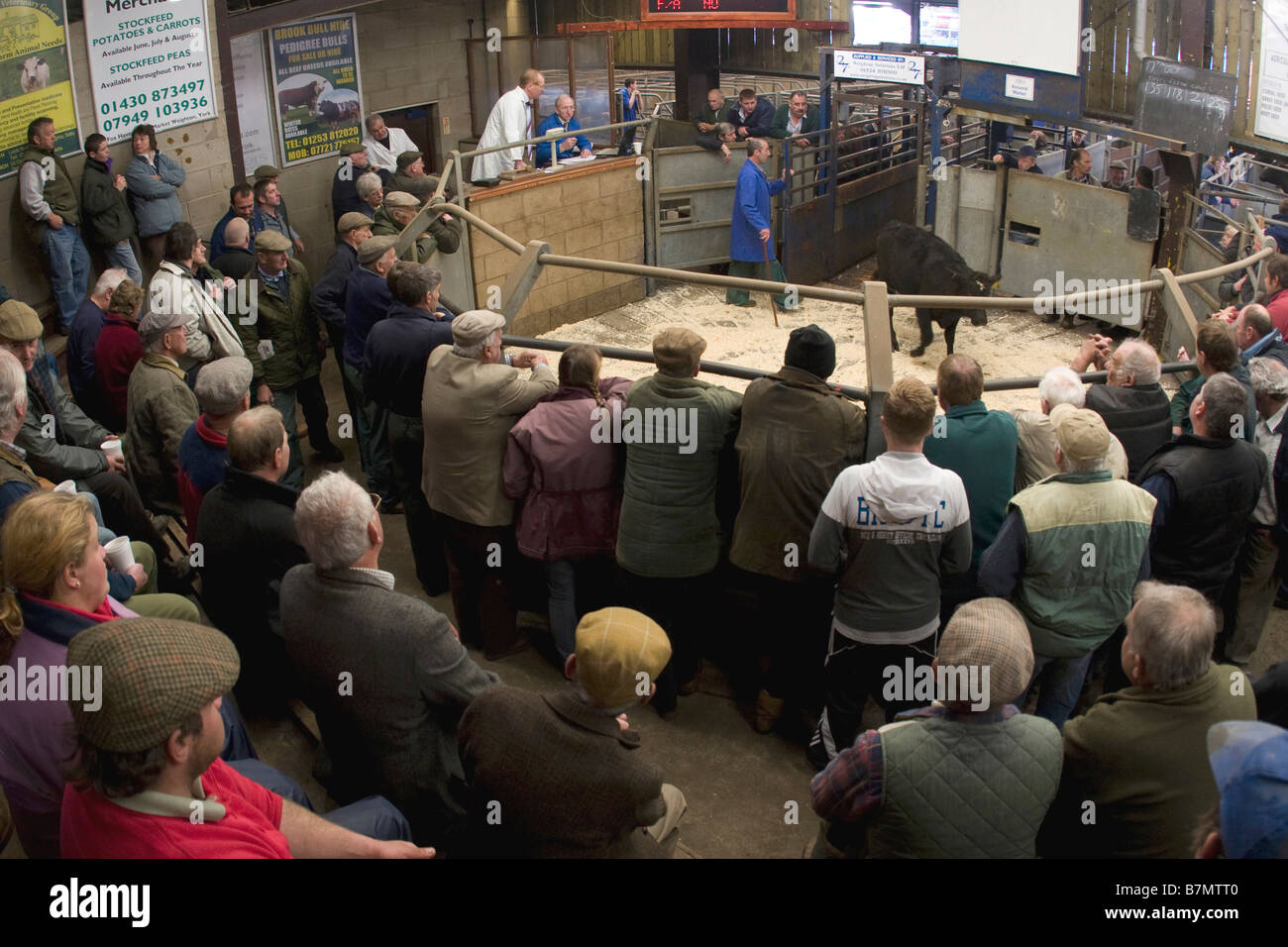 Bull Auction Stock Photos & Bull Auction Stock Images - Alamy