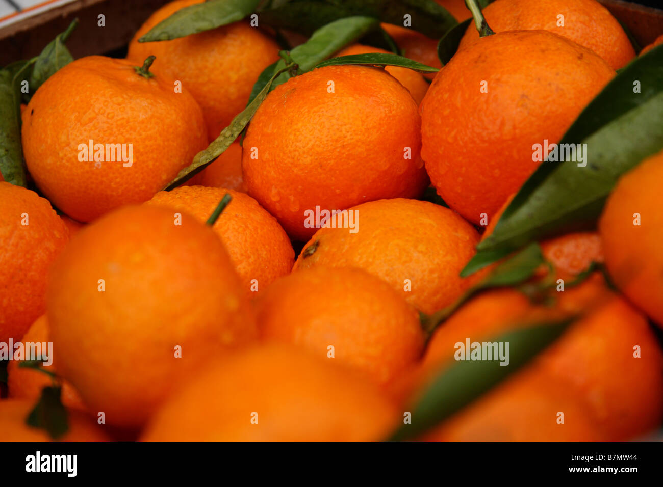 a basket of clementines Stock Photo - Alamy