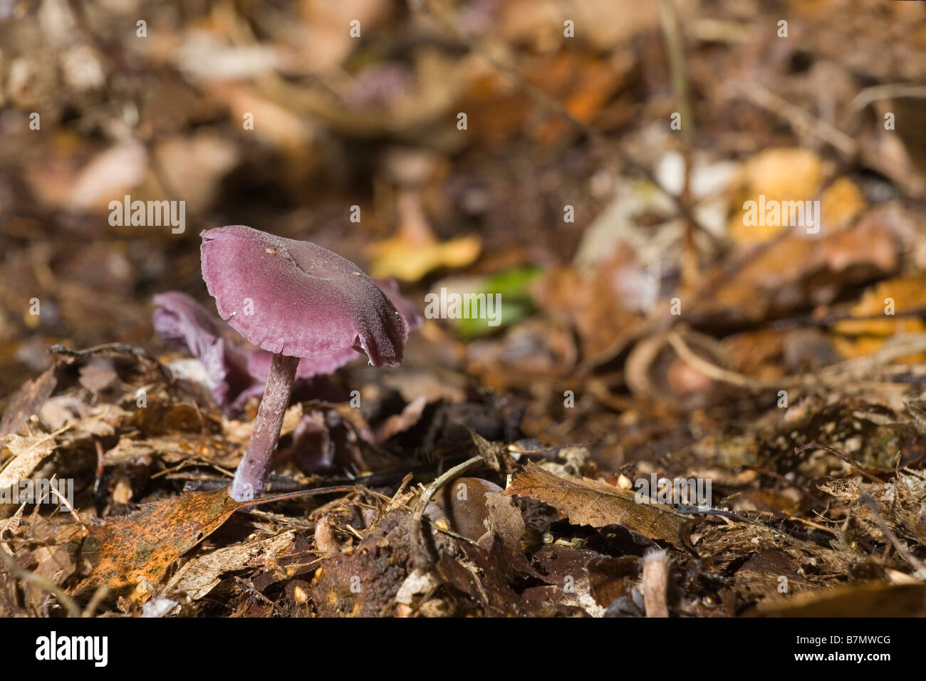 Funghi hi-res stock photography and images - Alamy