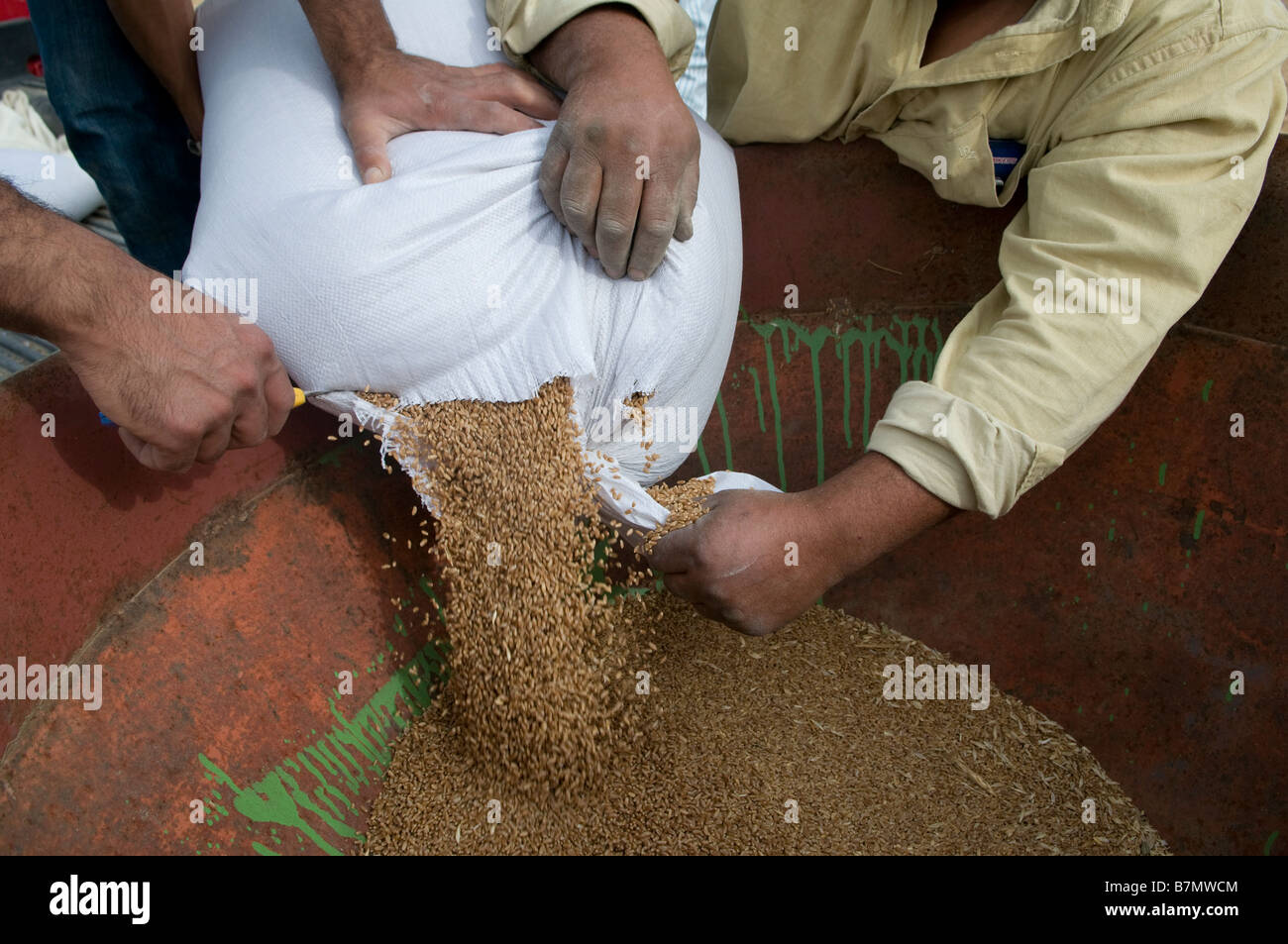 Arab farmers at work in the Negev desert Southern Israel Stock Photo ...