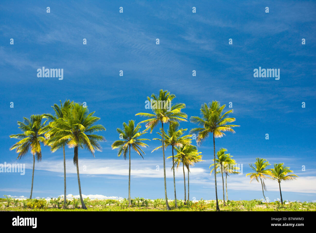 Bright against trees hi-res stock photography and images - Alamy