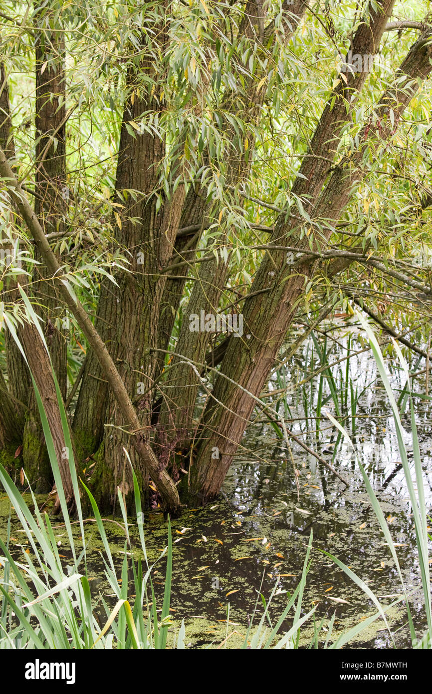 trees growing in a small pond Stock Photo - Alamy