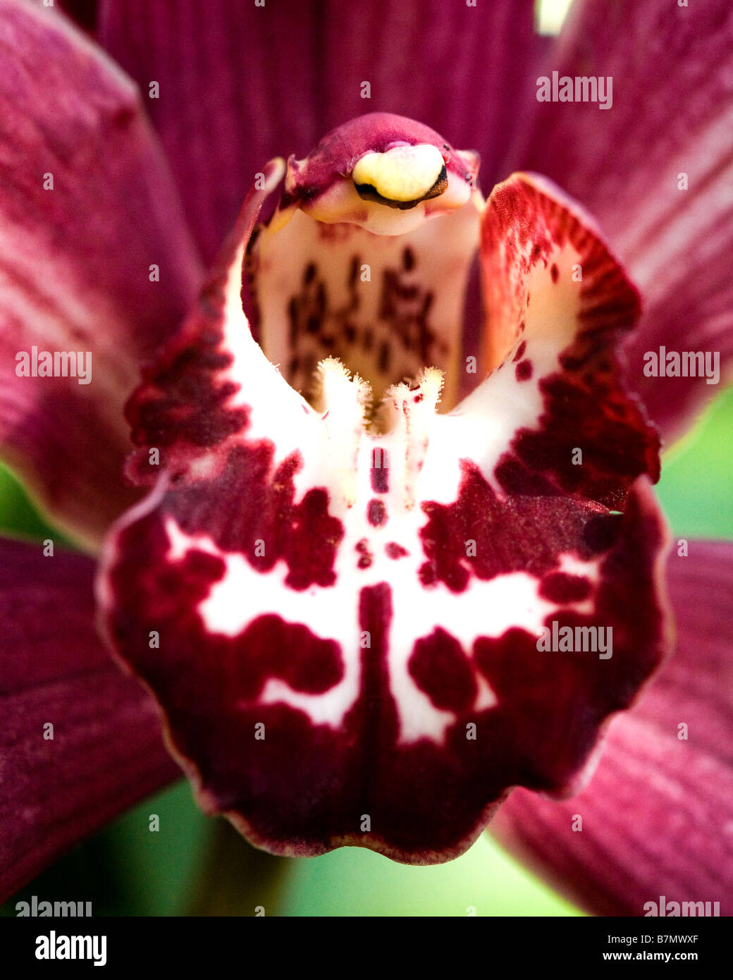 Carmen red hi-res stock photography and images - Alamy