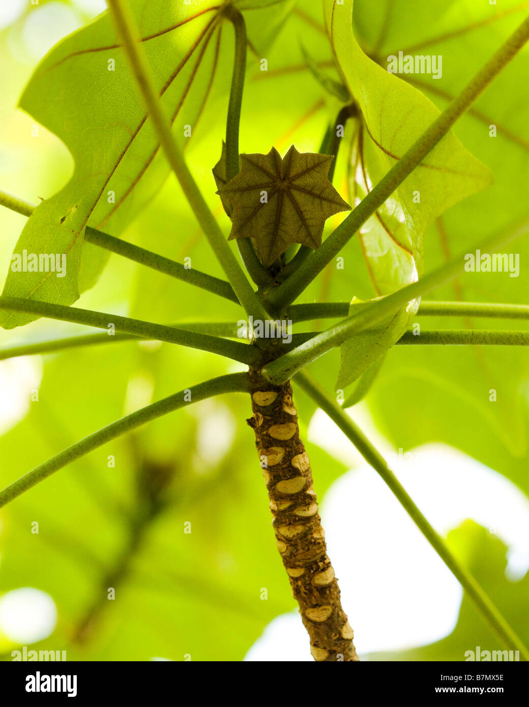 Hawaii treecotton (Kokia drynarioides Stock Photo - Alamy