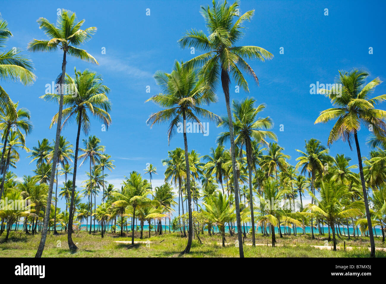 Tall palm trees against blue sky with view of beach in Brazil Stock ...