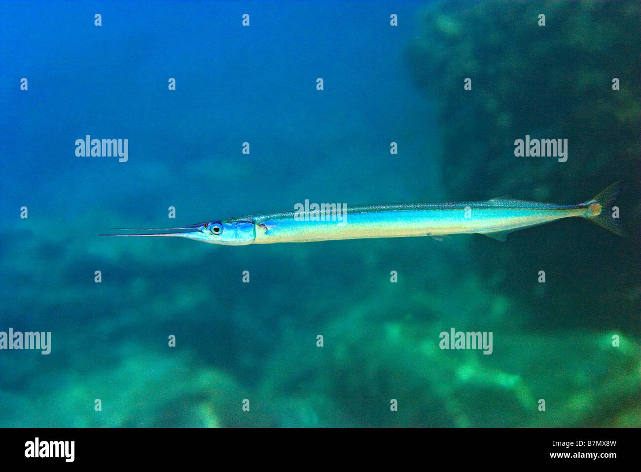 Needlefish hi-res stock photography and images - Alamy