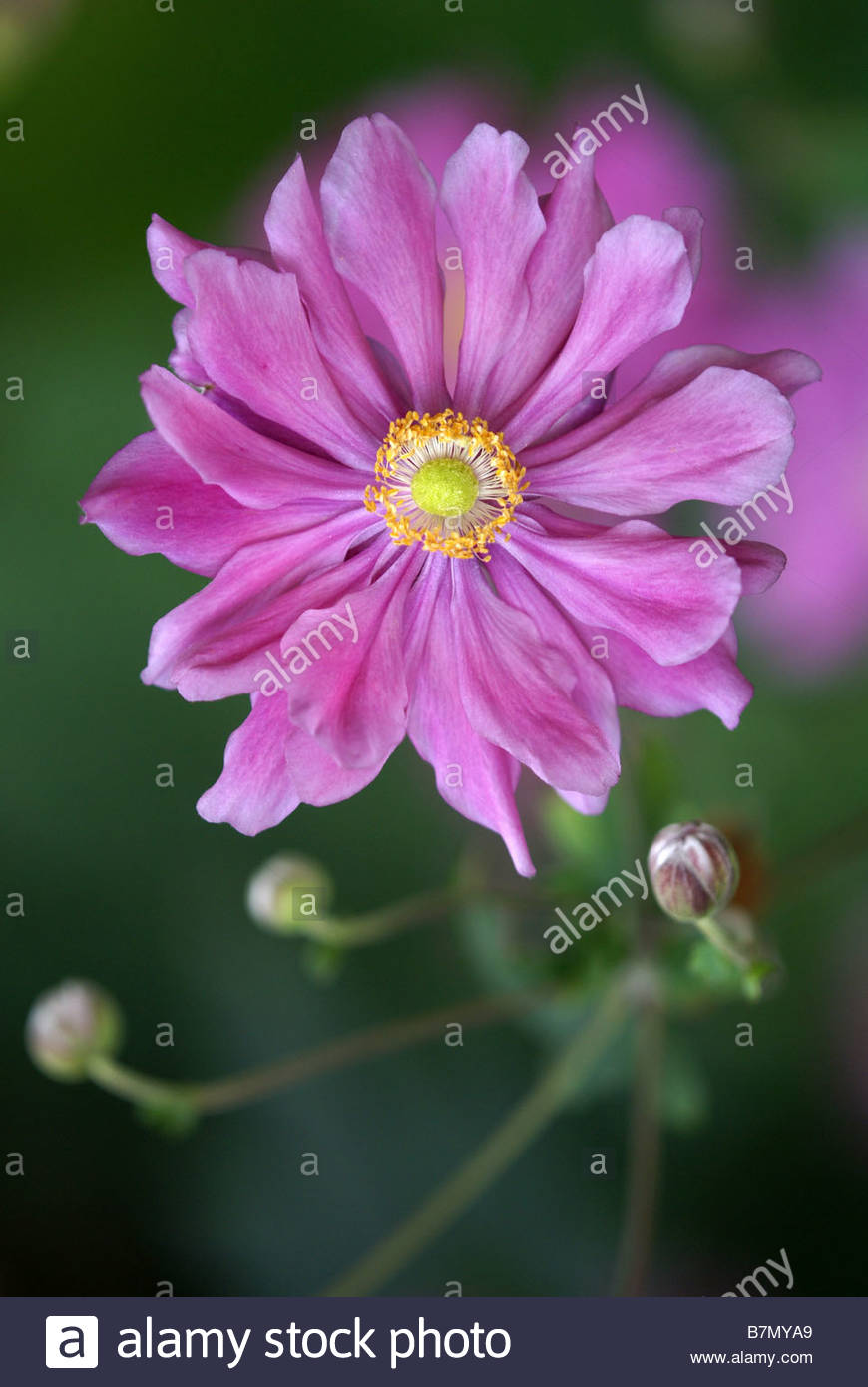 Thimbleweed High Resolution Stock Photography and Images - Alamy