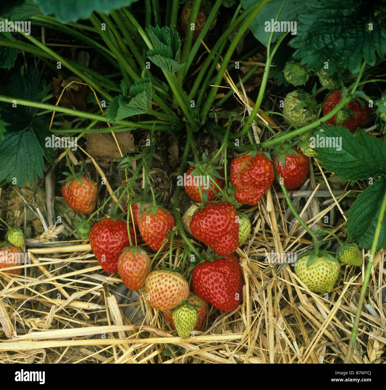 English strawberry hi-res stock photography and images - Alamy