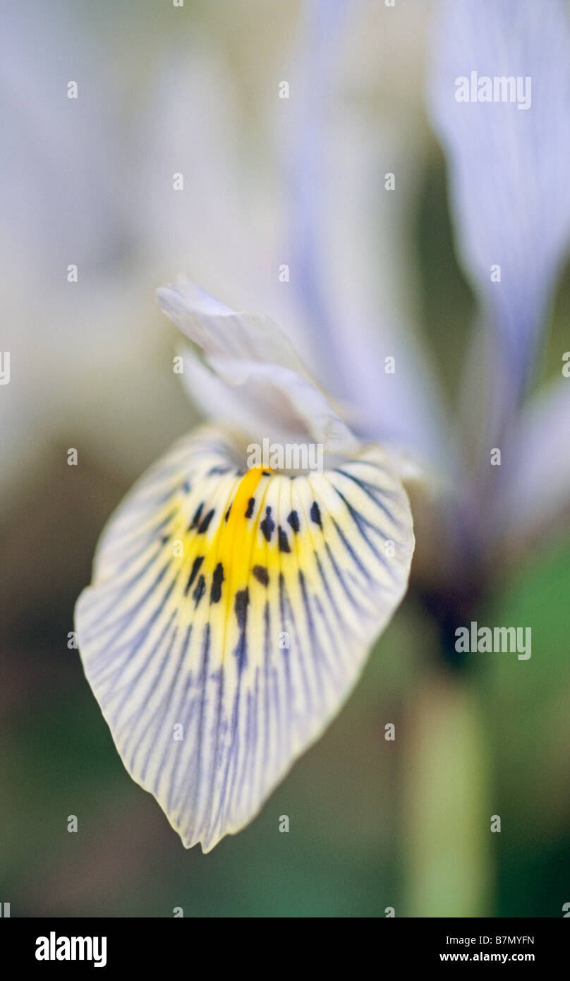 Iris histroides 'Katharine Hodgkin' Stock Photo - Alamy