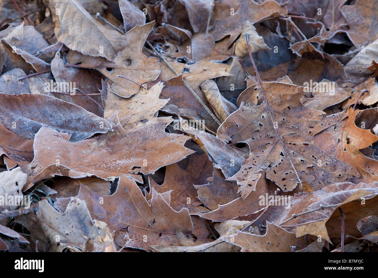 Maple oak leaves hi-res stock photography and images - Alamy