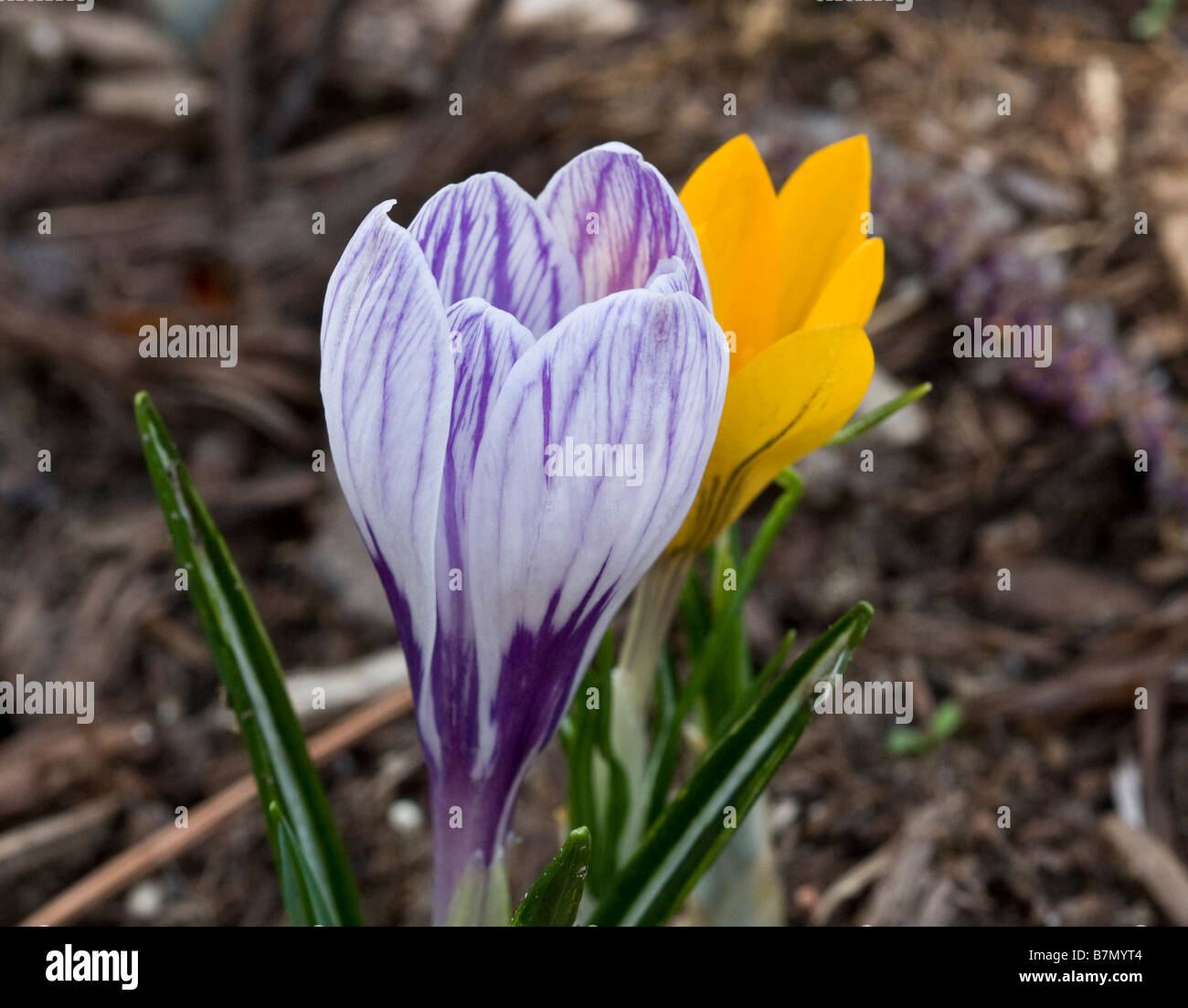 Flowering giant crocus Stock Photo - Alamy