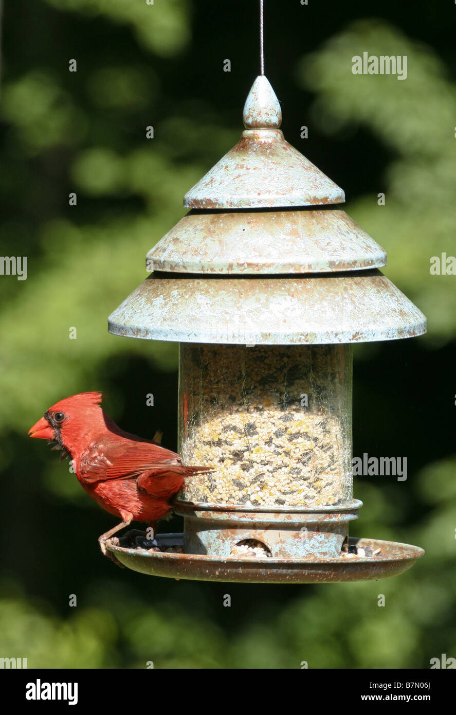 Male cardinal picks seeds from a feeder Stock Photo - Alamy