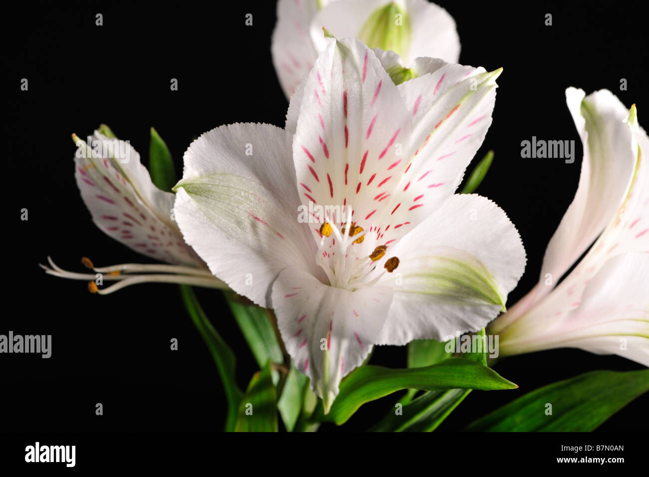 Close up of white Alstroemeria Flowers Stock Photo - Alamy
