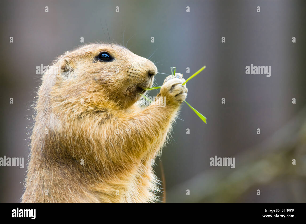 cute prairie dog Stock Photo - Alamy