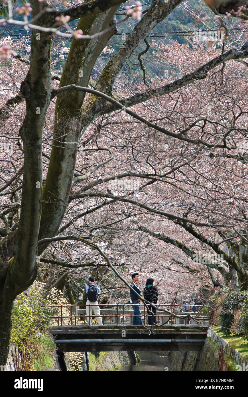 Hanami kyoto hi-res stock photography and images - Alamy