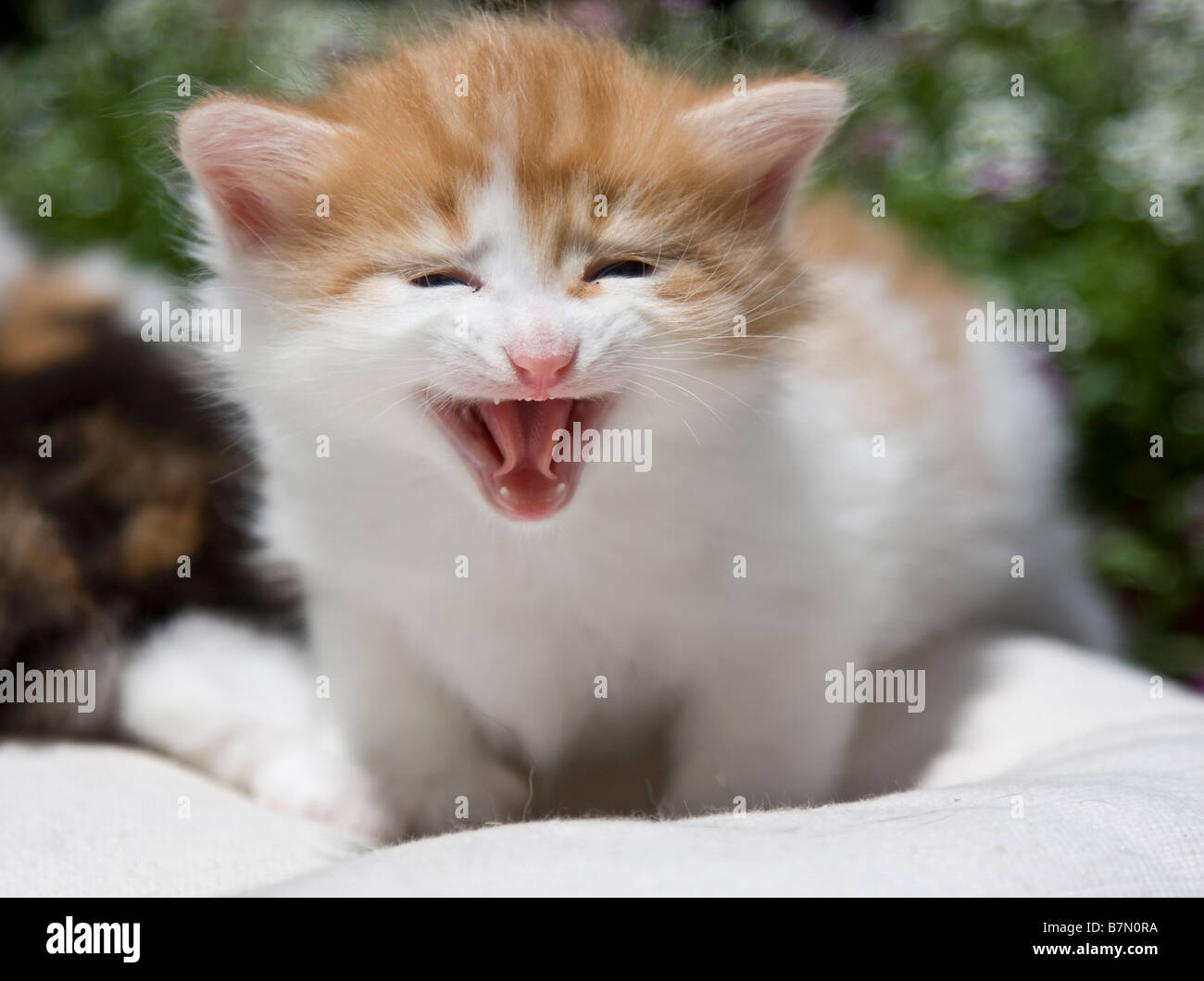 3 week old kitten cries for his mother Stock Photo - Alamy