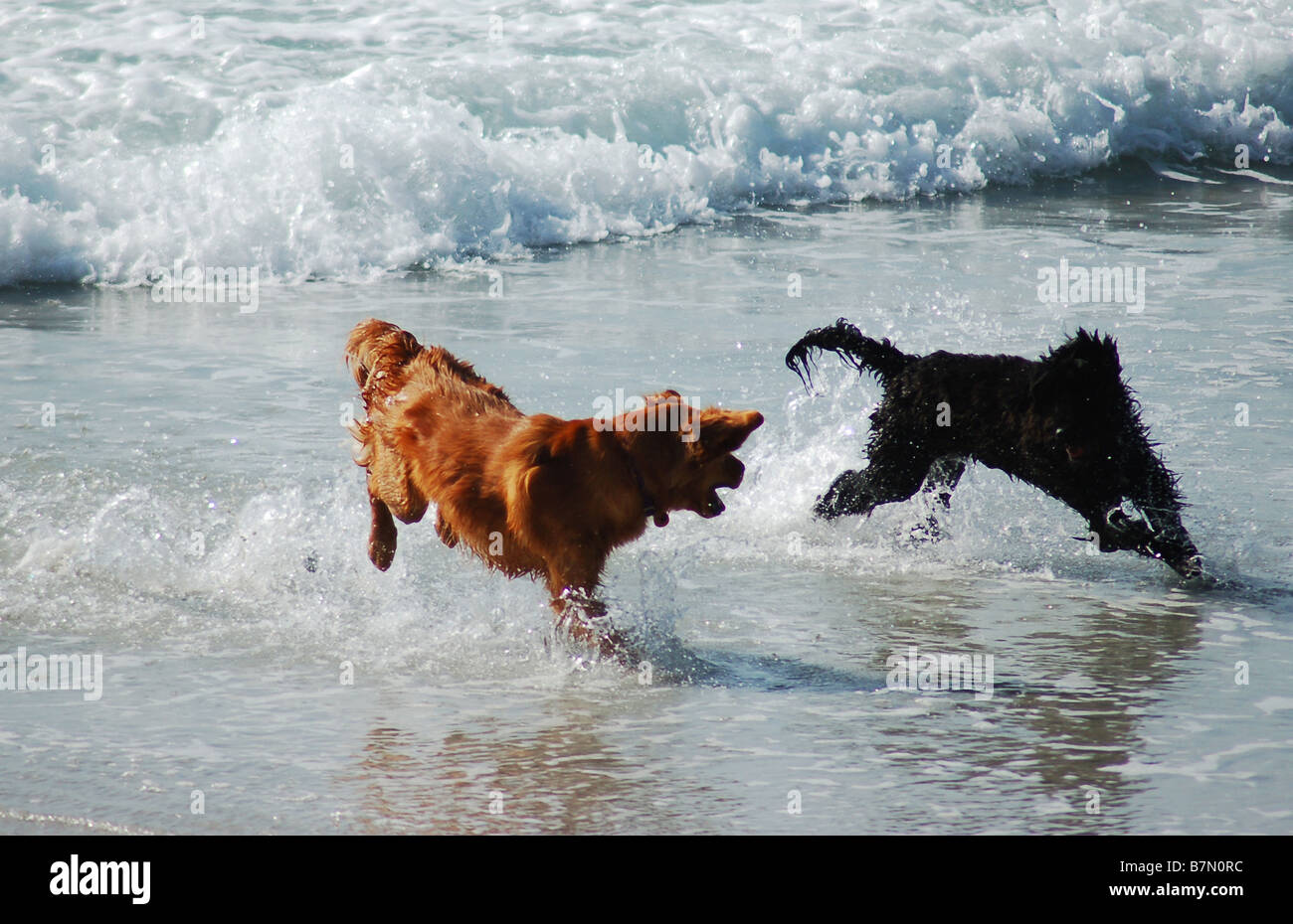 Two dogs playing on beach Stock Photo - Alamy
