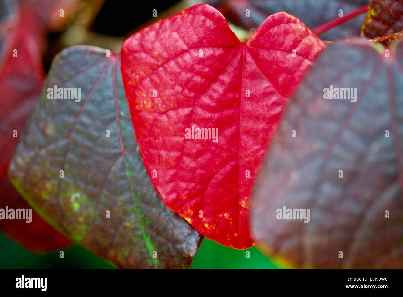 Heart-shaped leaves of Disanthus cercidifolius (Redbud Hazel or ...
