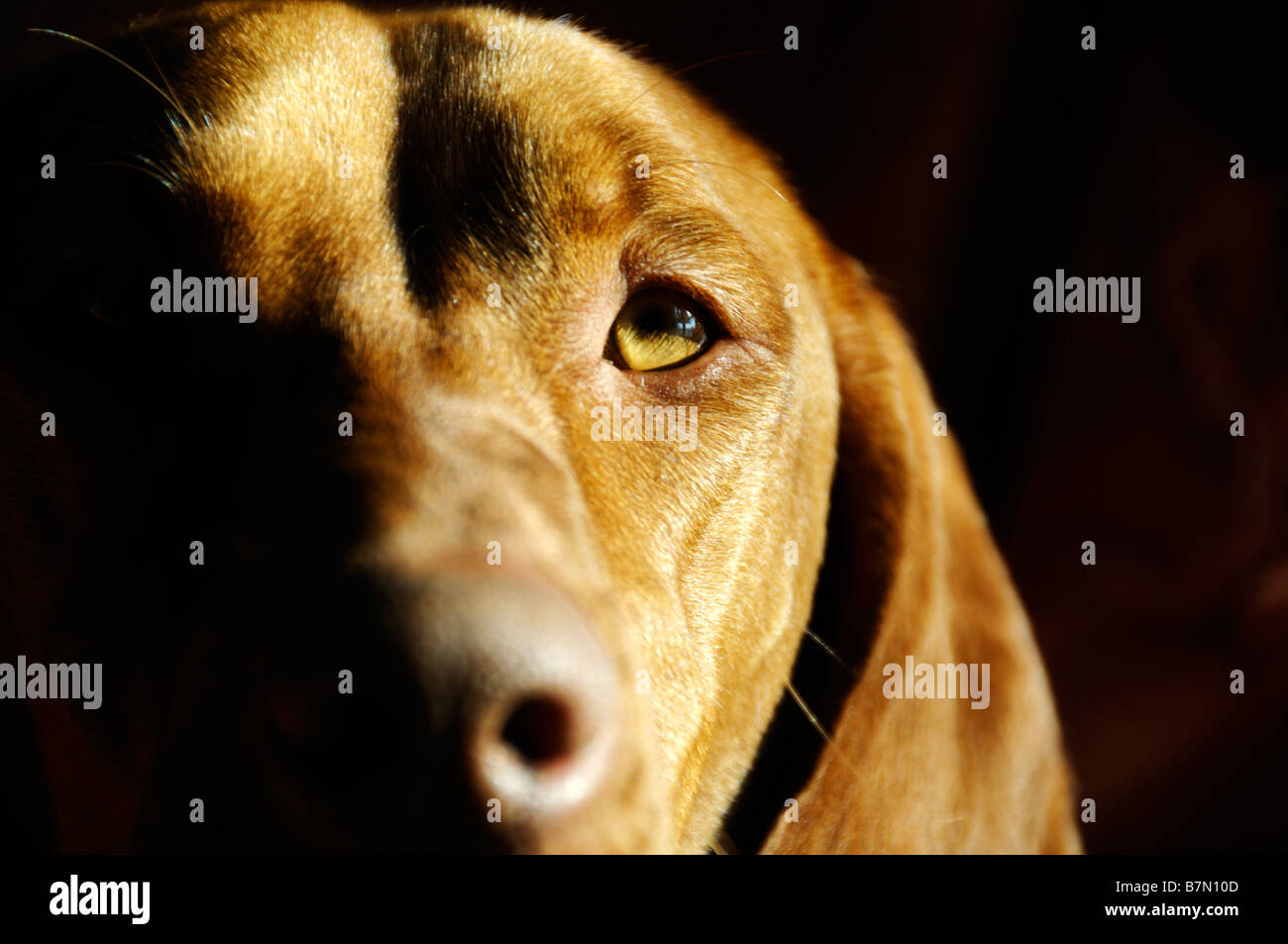 Vizsla Face High Resolution Stock Photography and Images - Alamy