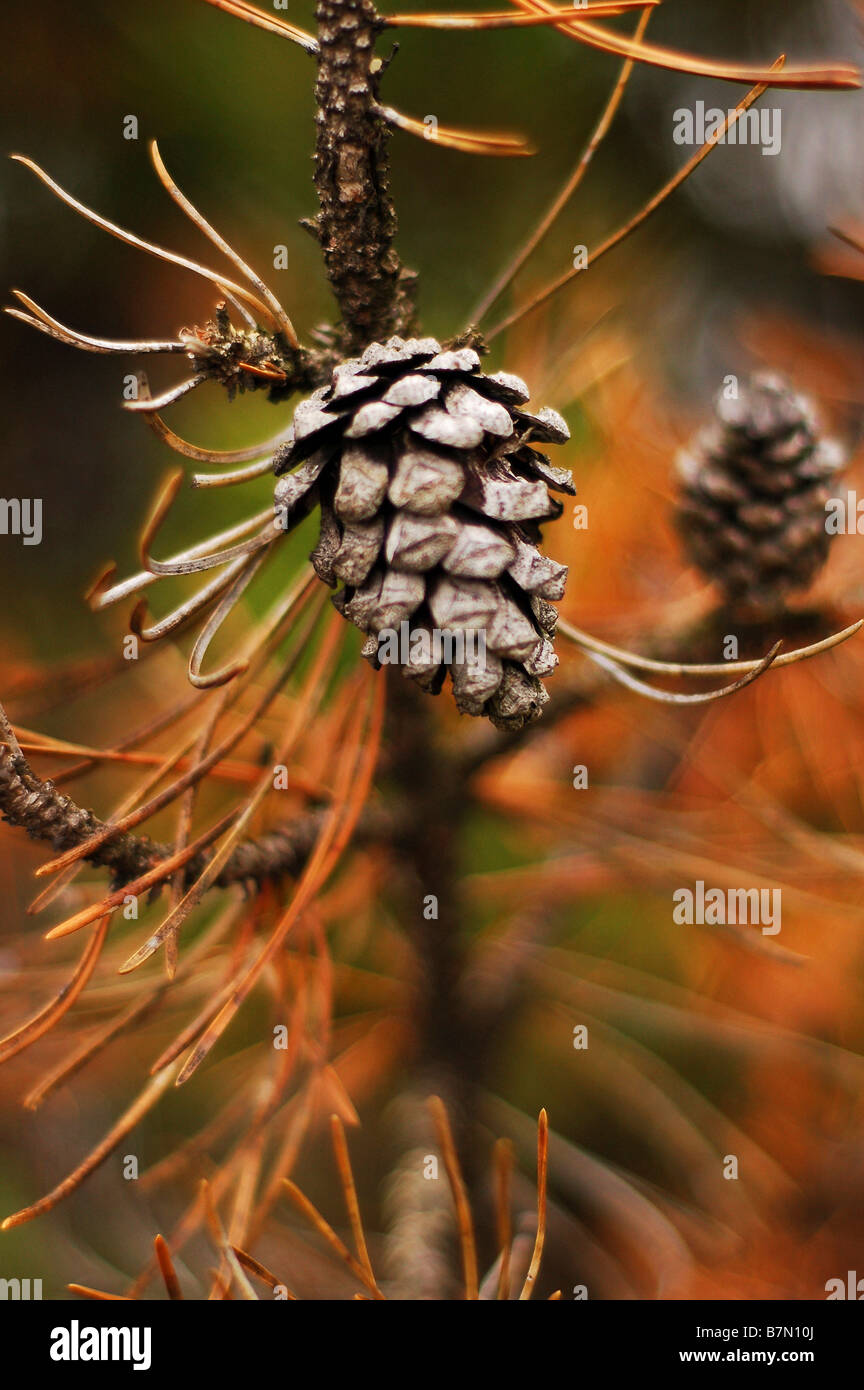 Tree forest cone hi-res stock photography and images - Alamy