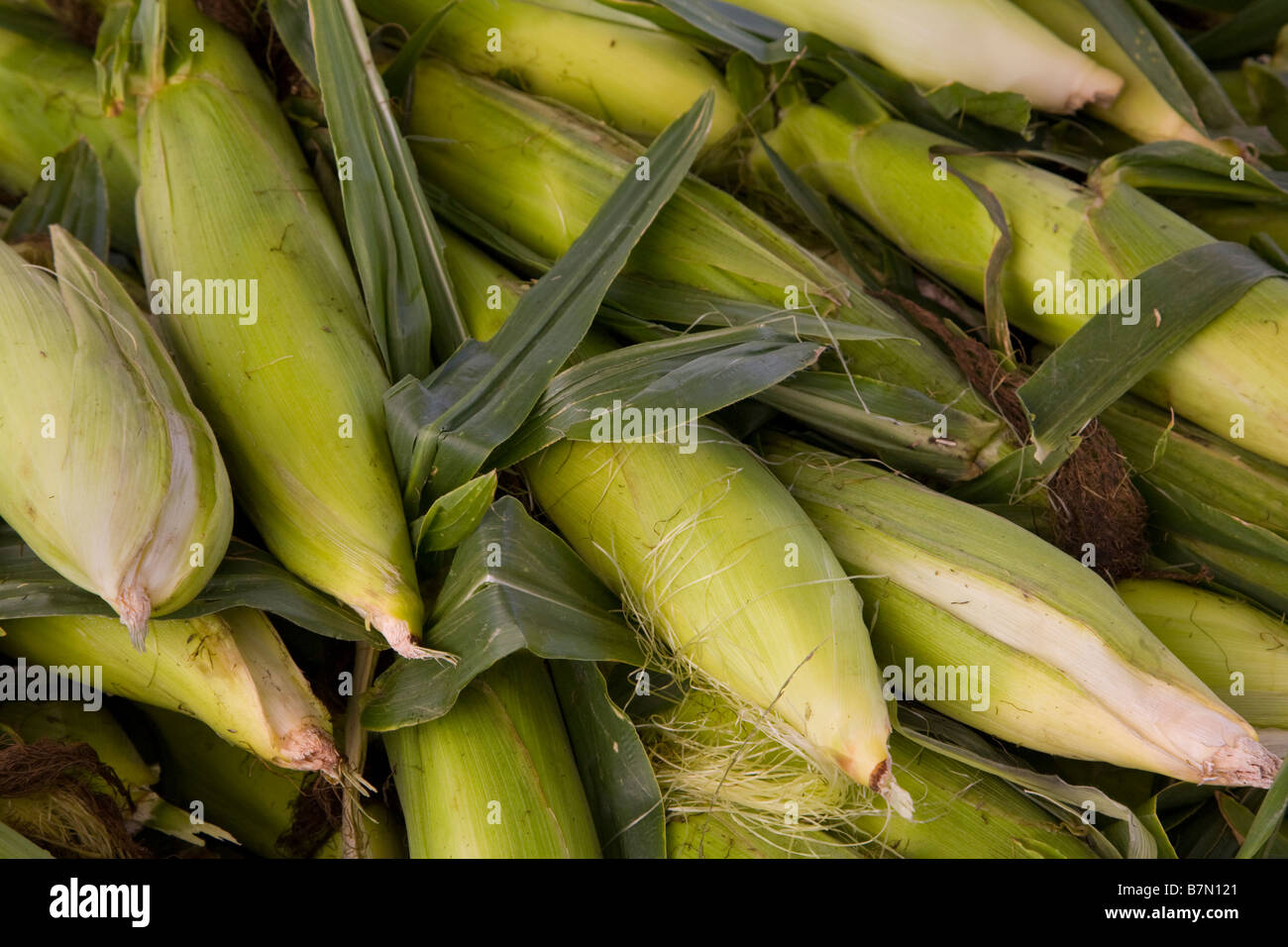 Stand of corn hi-res stock photography and images - Alamy