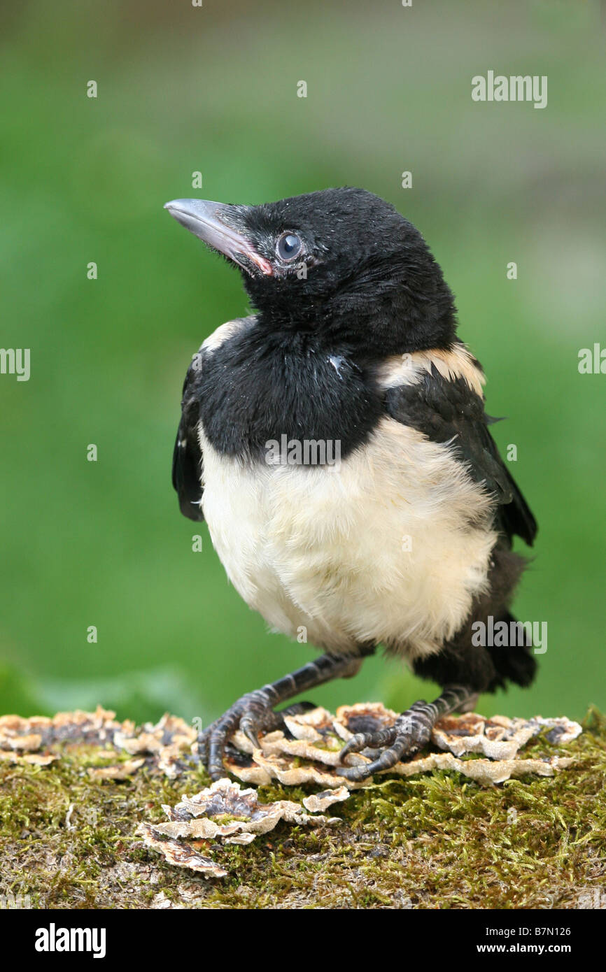 Baby magpies hi-res stock photography and images - Alamy