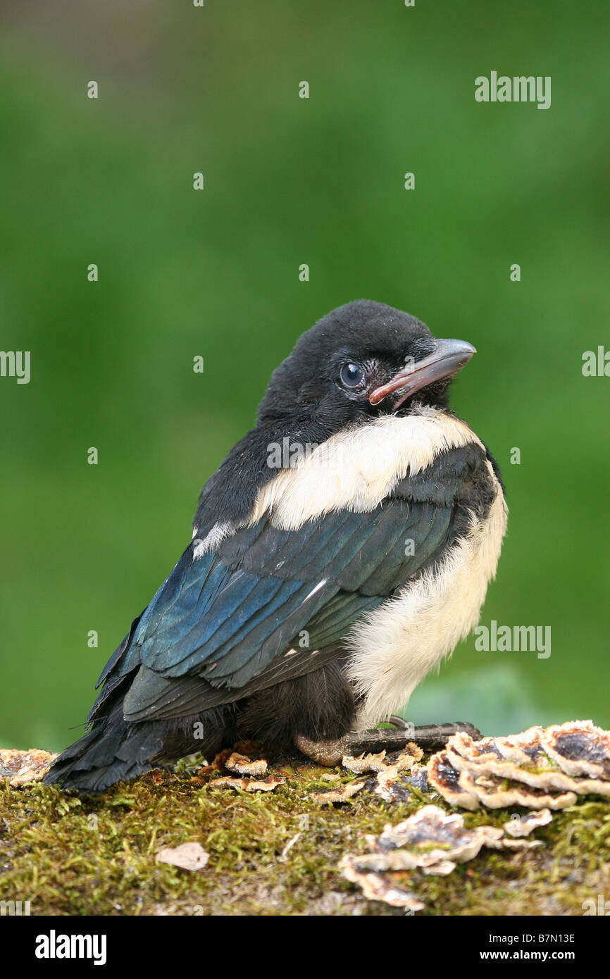 Baby magpies hi-res stock photography and images - Alamy