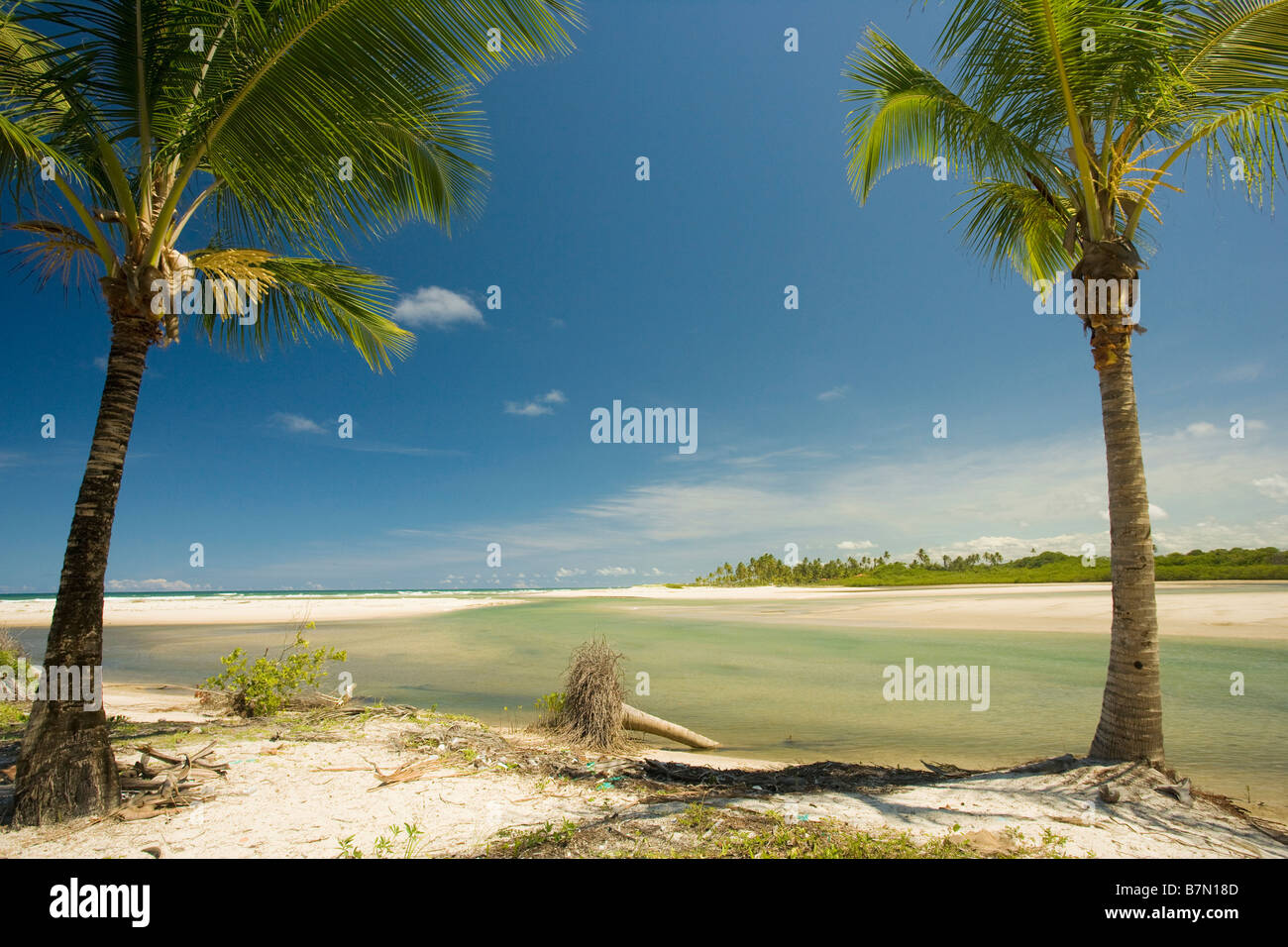 Palm trees on large empty beach in Brazil Stock Photo - Alamy