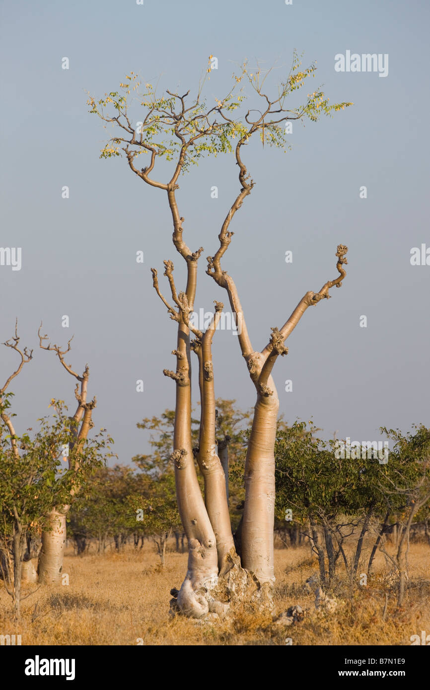 Maringa Trees in the Fairytale Forest of Etosha National Park, Namibia ...