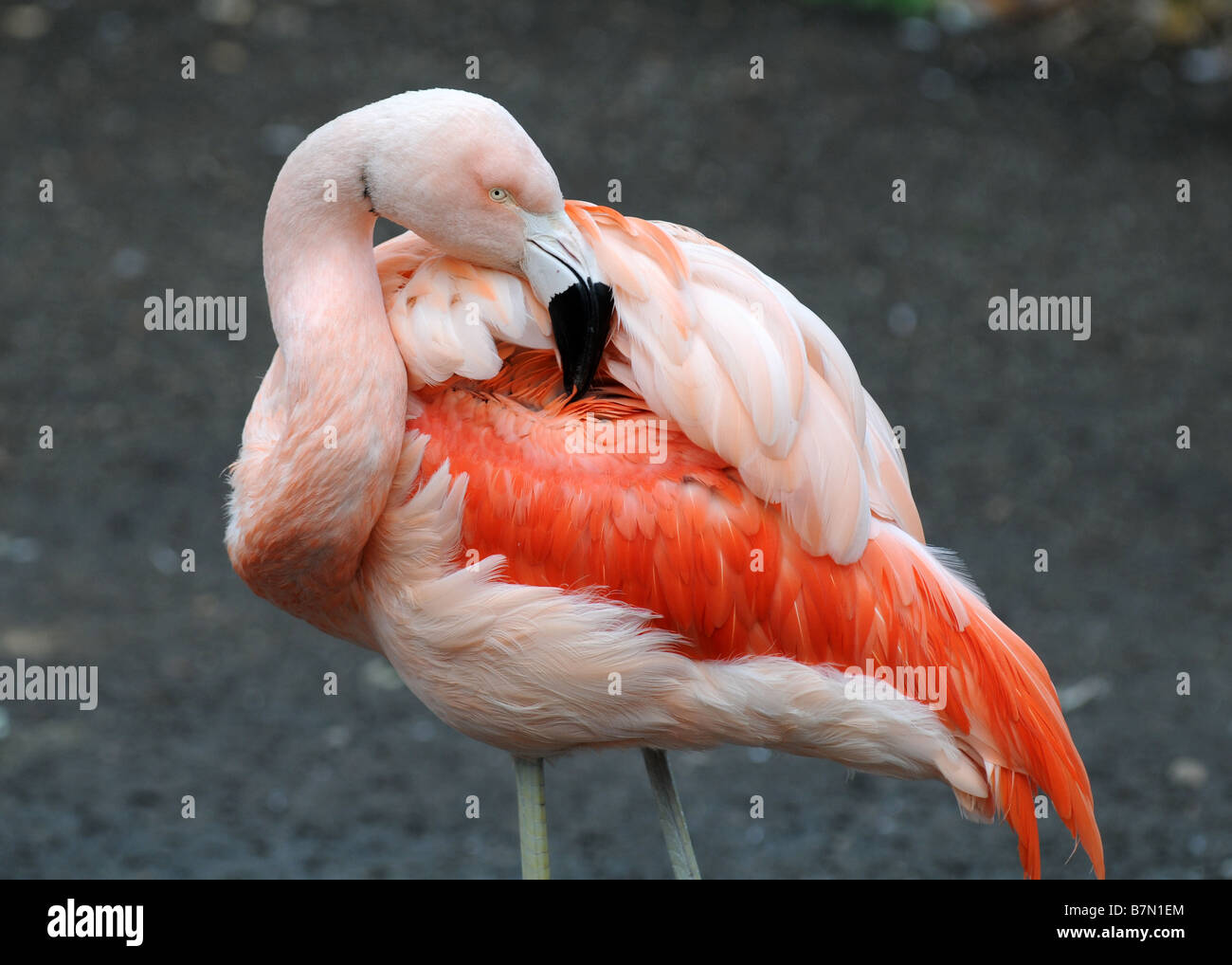 Flamingo cleaning hi-res stock photography and images - Alamy