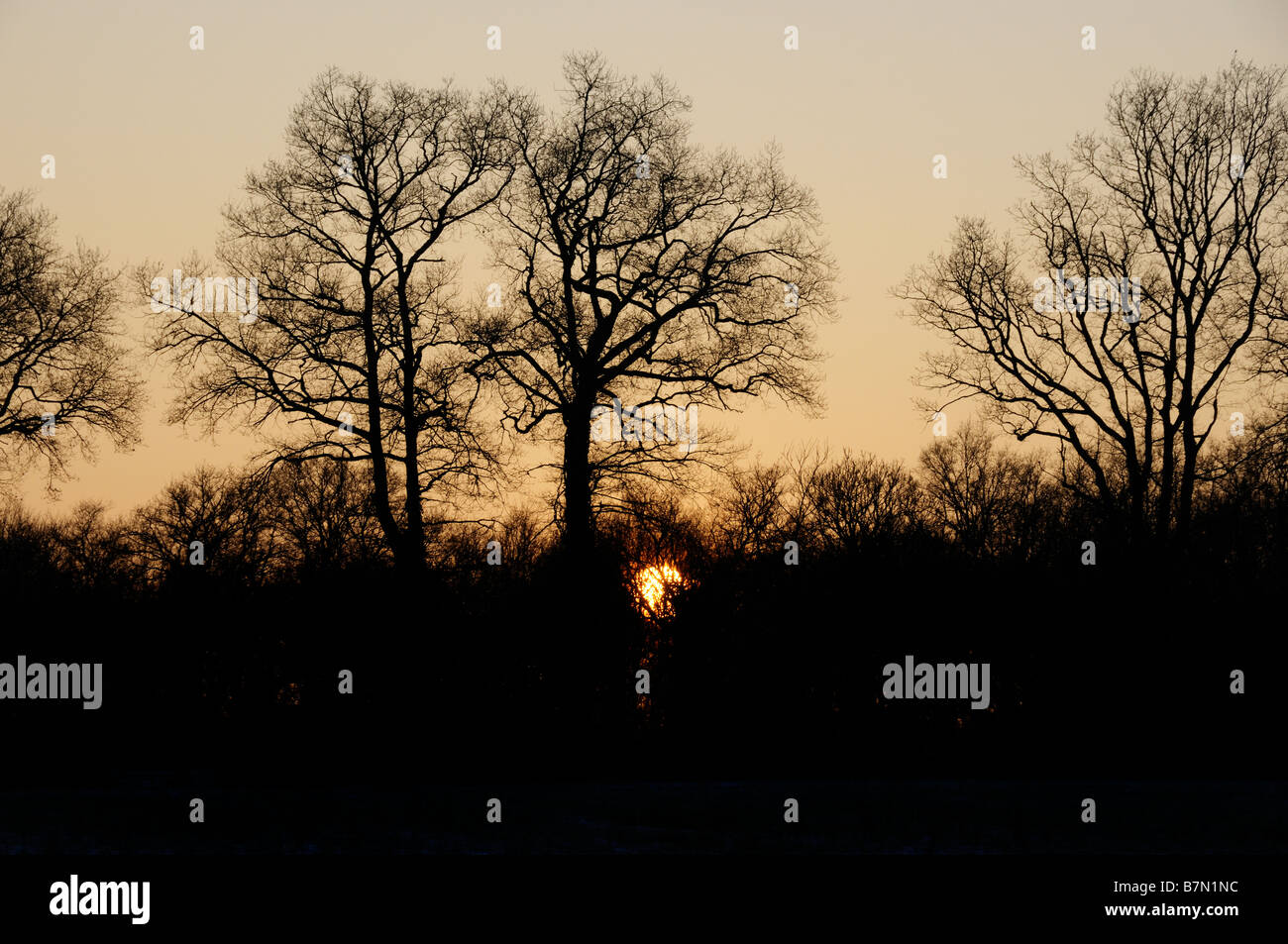 Stock photo of a sunset behind a line of trees Stock Photo - Alamy