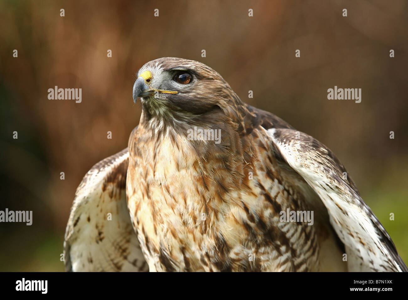 red tailed hawk Stock Photo - Alamy