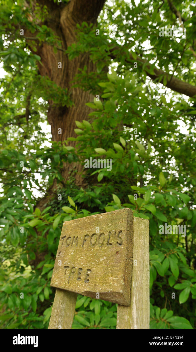 Tom Fools tree at Muncaster Castle Cumbria Stock Photo - Alamy