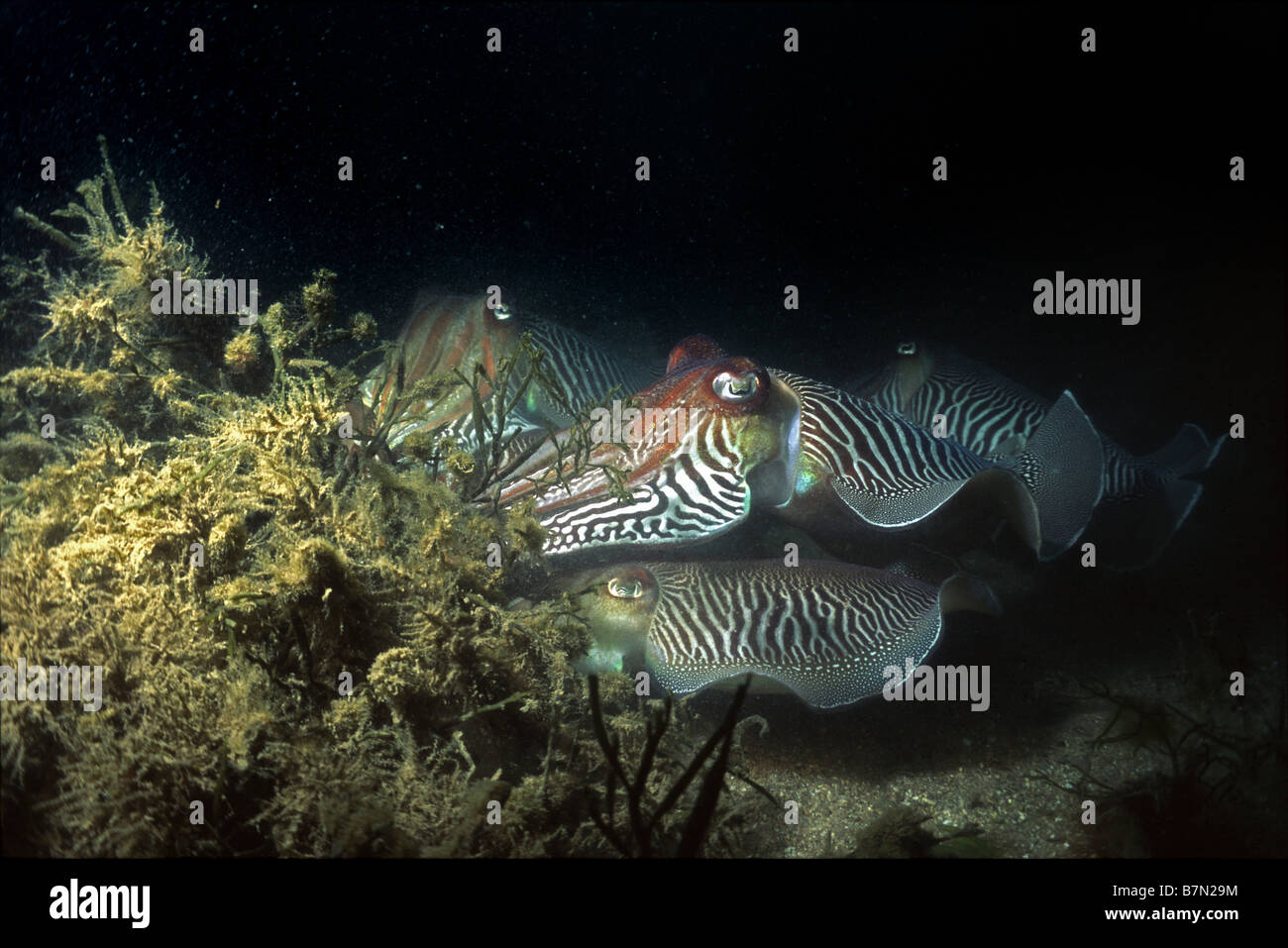 Cuttlefish, Sepia officinalis, mating. Male (above) protecting female ...