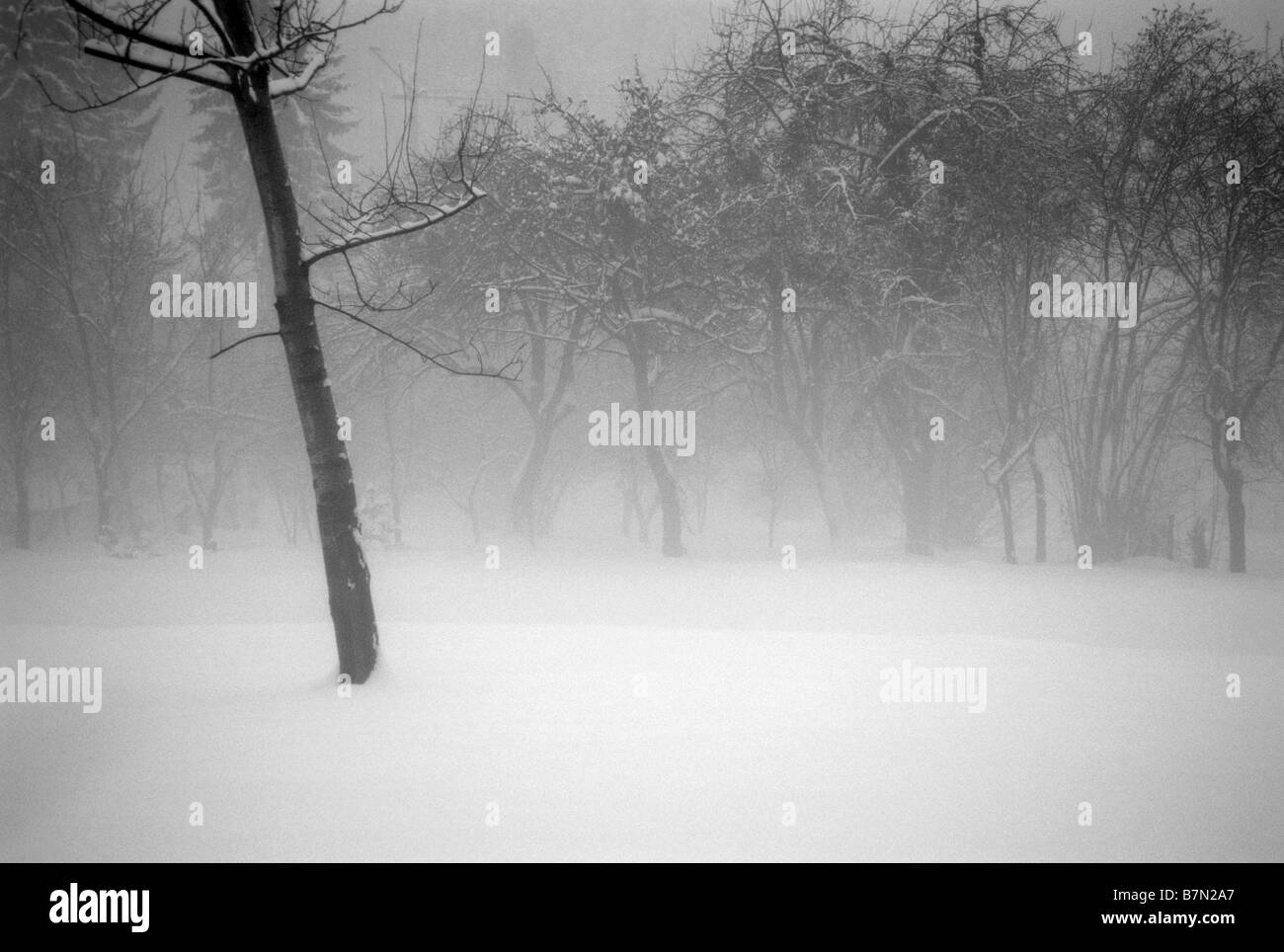 Trees in the winter mist Stock Photo - Alamy