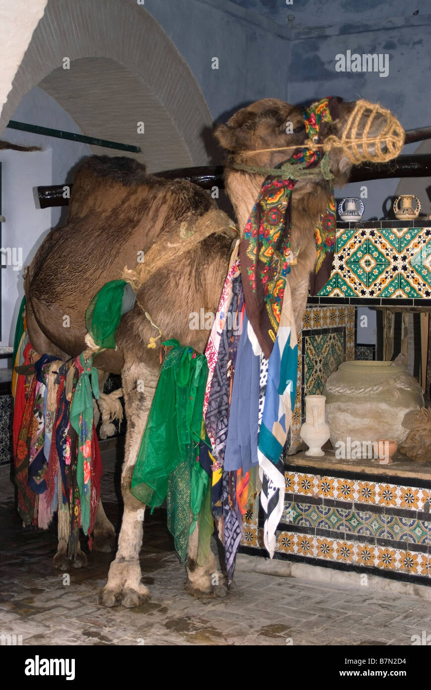 Dromedary pulling the wheel of a well to draw water Kairouan Tunisia ...